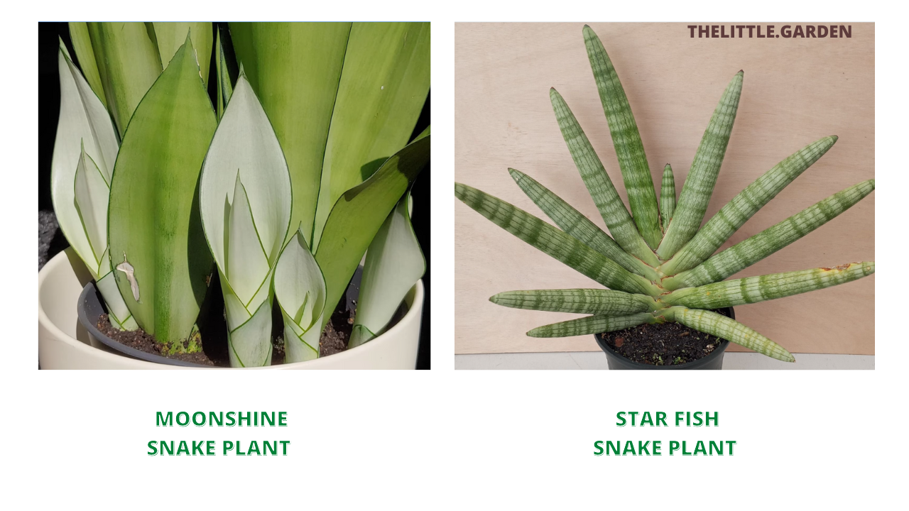 Snake Plant Easy Guide 101: How To Grow And Care For Sansevieria
