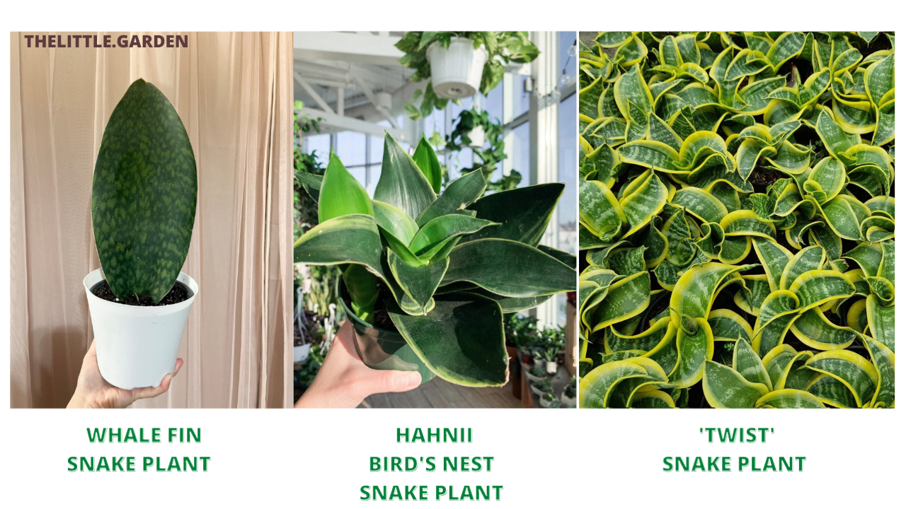 Snake Plant Easy Guide 101: How To Grow And Care For Sansevieria