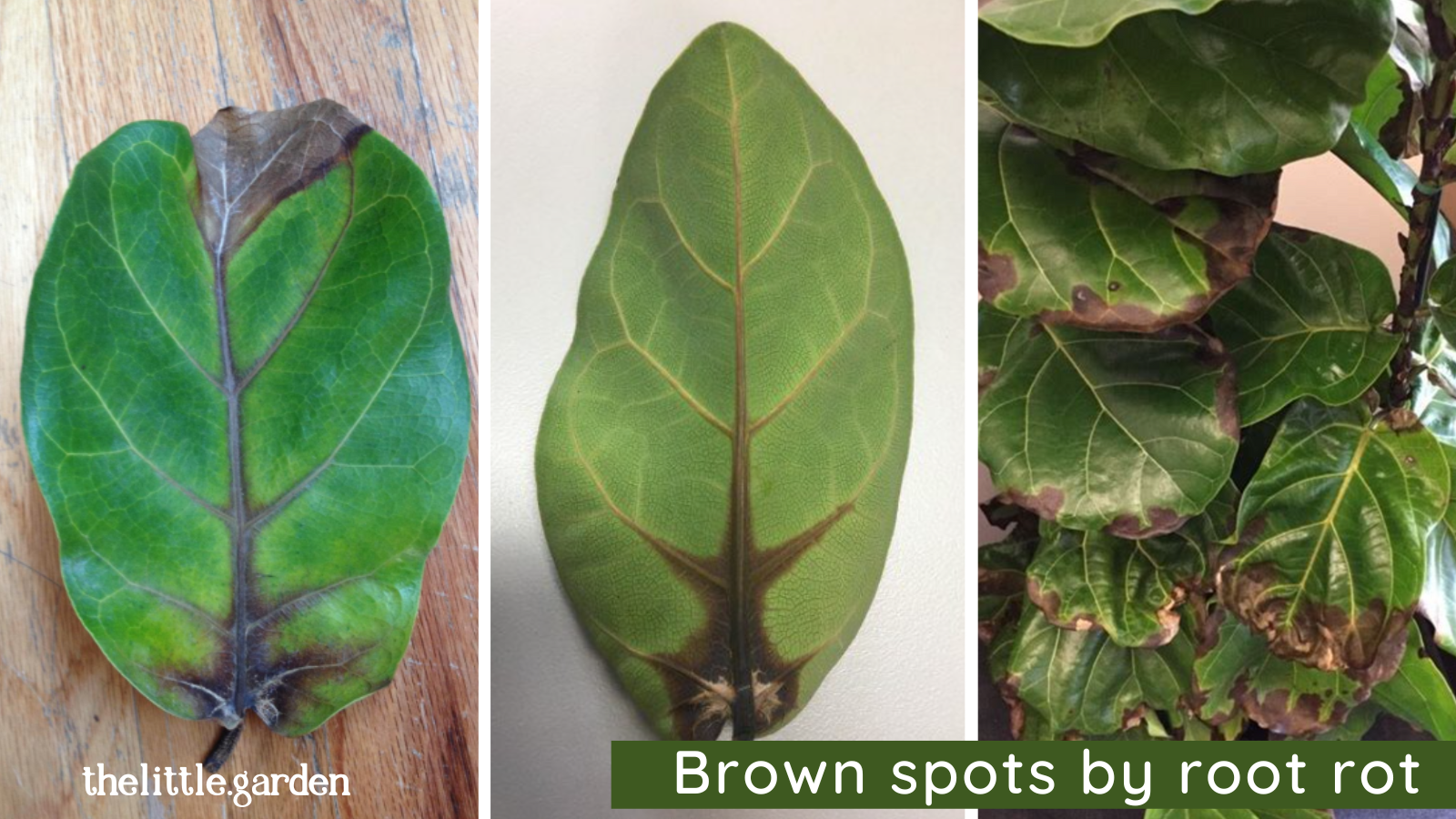 11 Basics Fiddle Leaf Fig Care You Need to Success