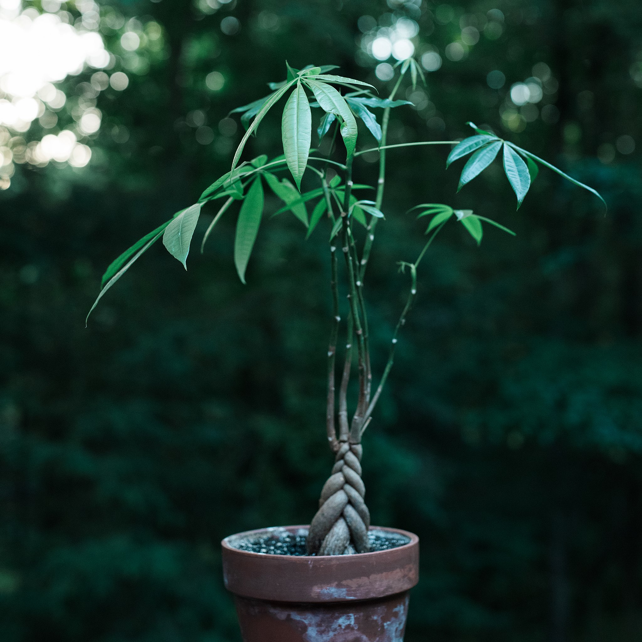 How To Take Care of A Money Tree Plant Indoors