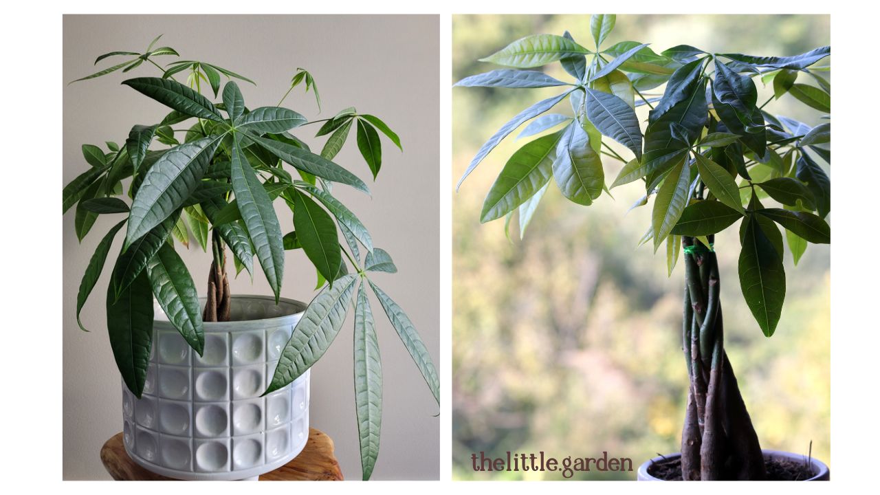 How To Take Care of A Money Tree Plant Indoors