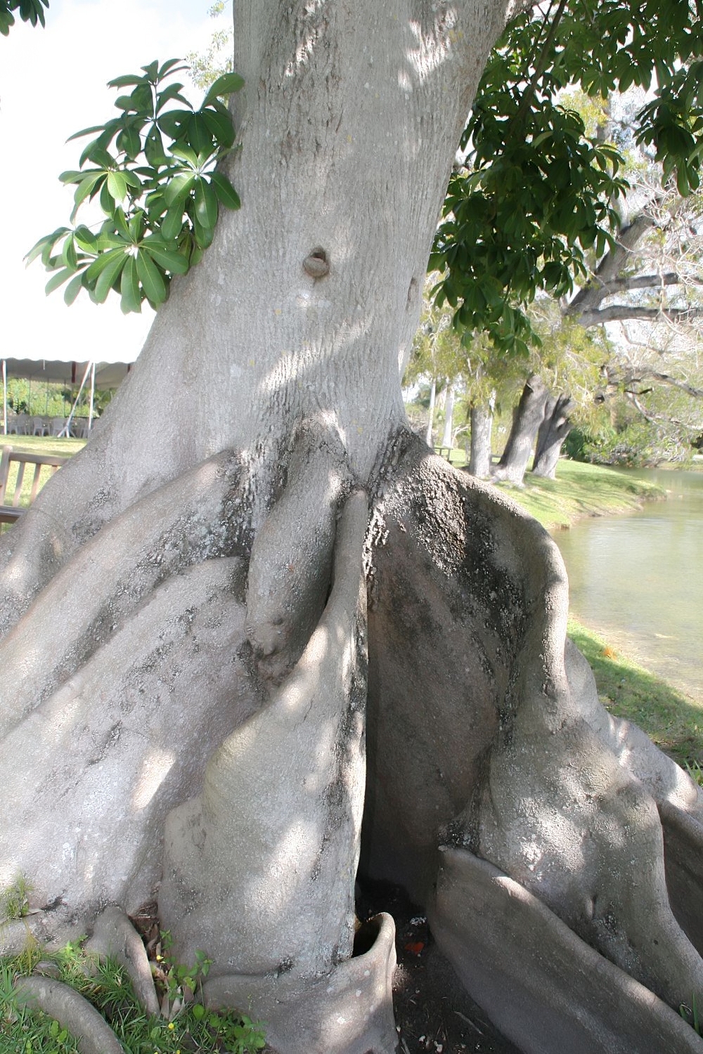 How To Take Care of A Money Tree Plant Indoors