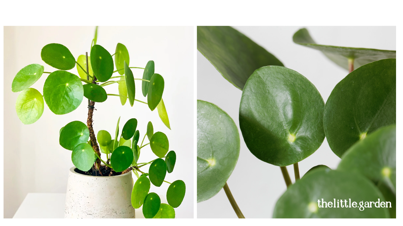How to Care for Chinese Money Plant: Pilea Peperomioides 101