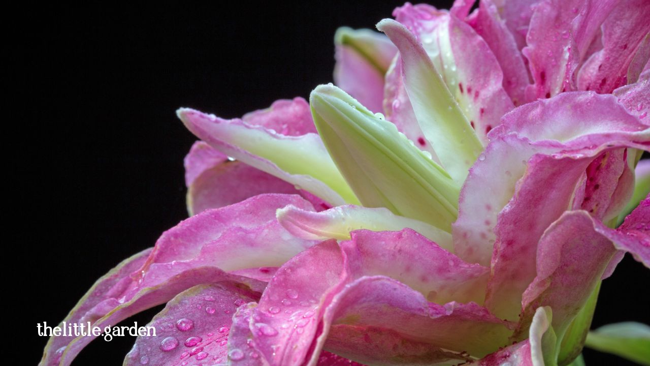 From Novice to Pro: Growing Oriental Lily Flowers with Ease!