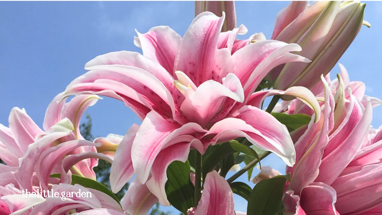 From Novice to Pro: Growing Oriental Lily Flowers with Ease!