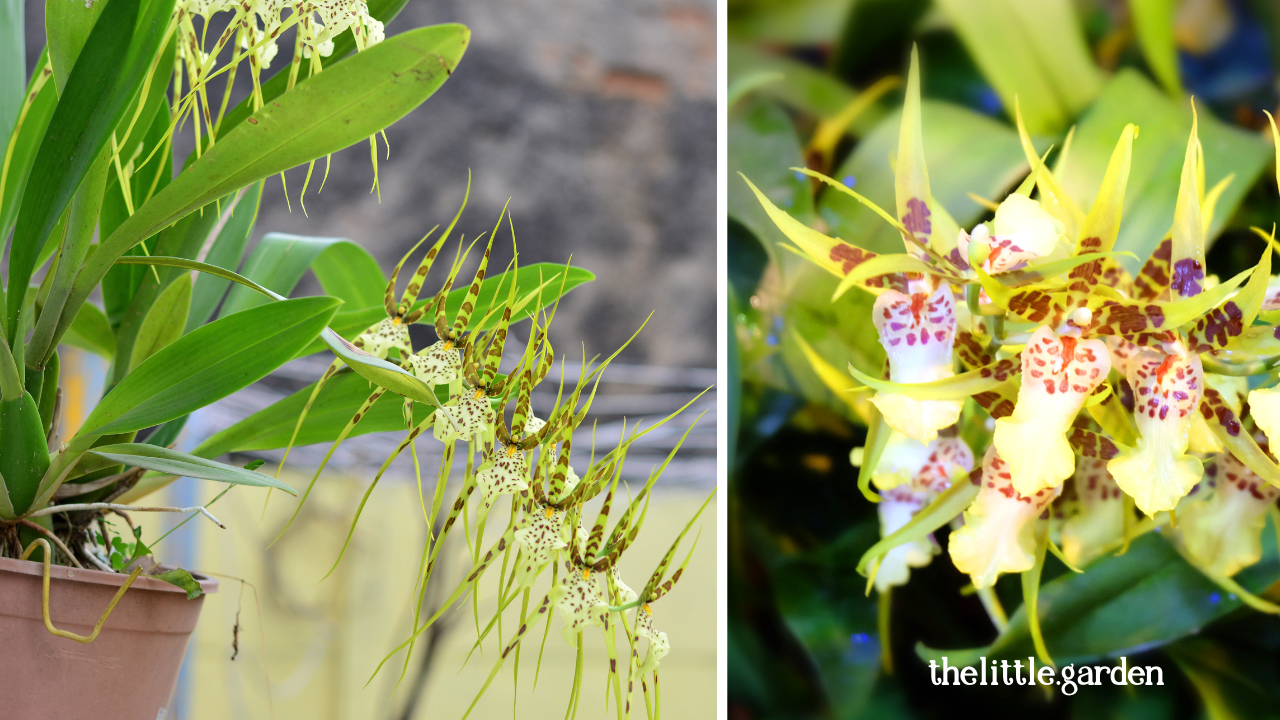 17 Different Types of Orchids With Pictures and Names