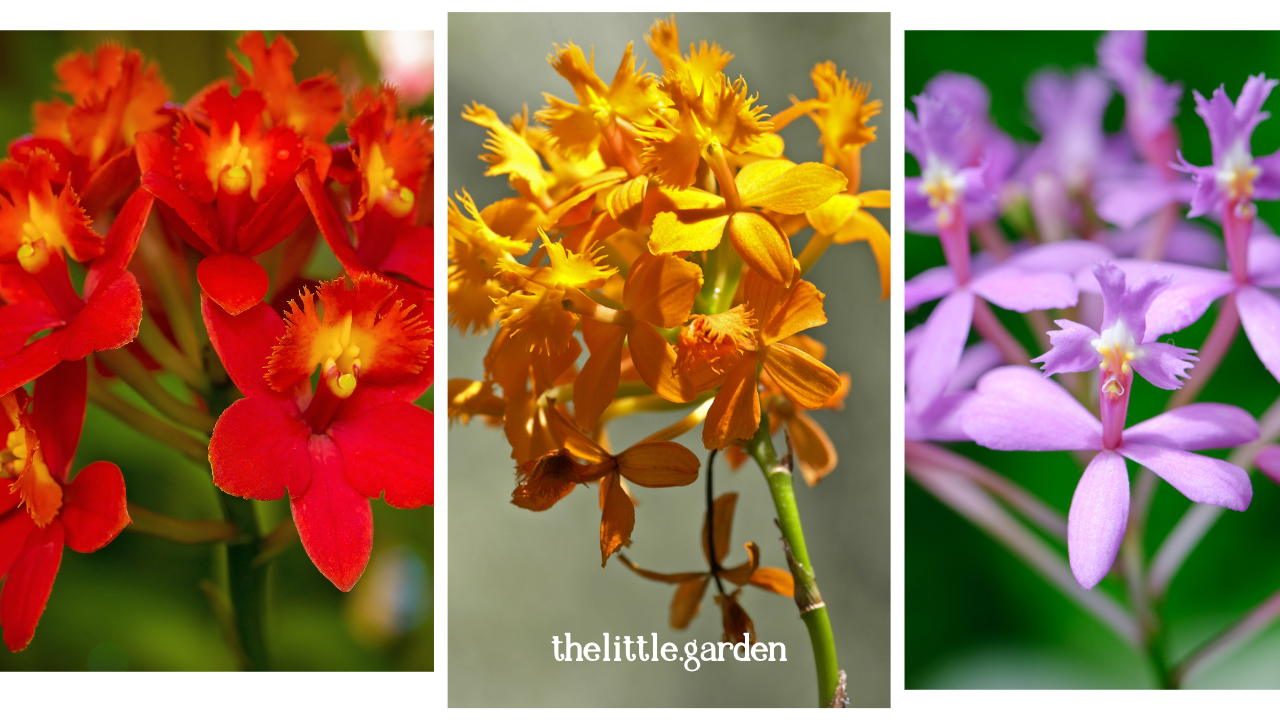 17 Different Types of Orchids With Pictures and Names