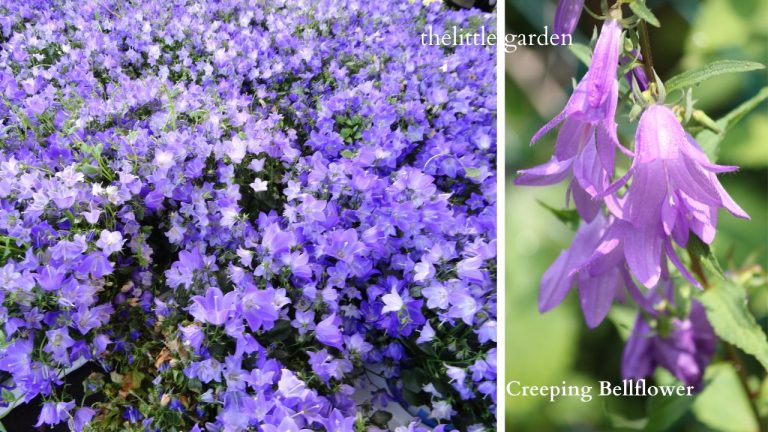 20 of the Best Invasive Ground Cover with Purple Flowers