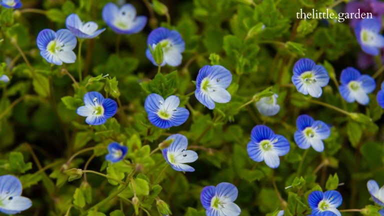 20 of the Best Invasive Ground Cover with Purple Flowers