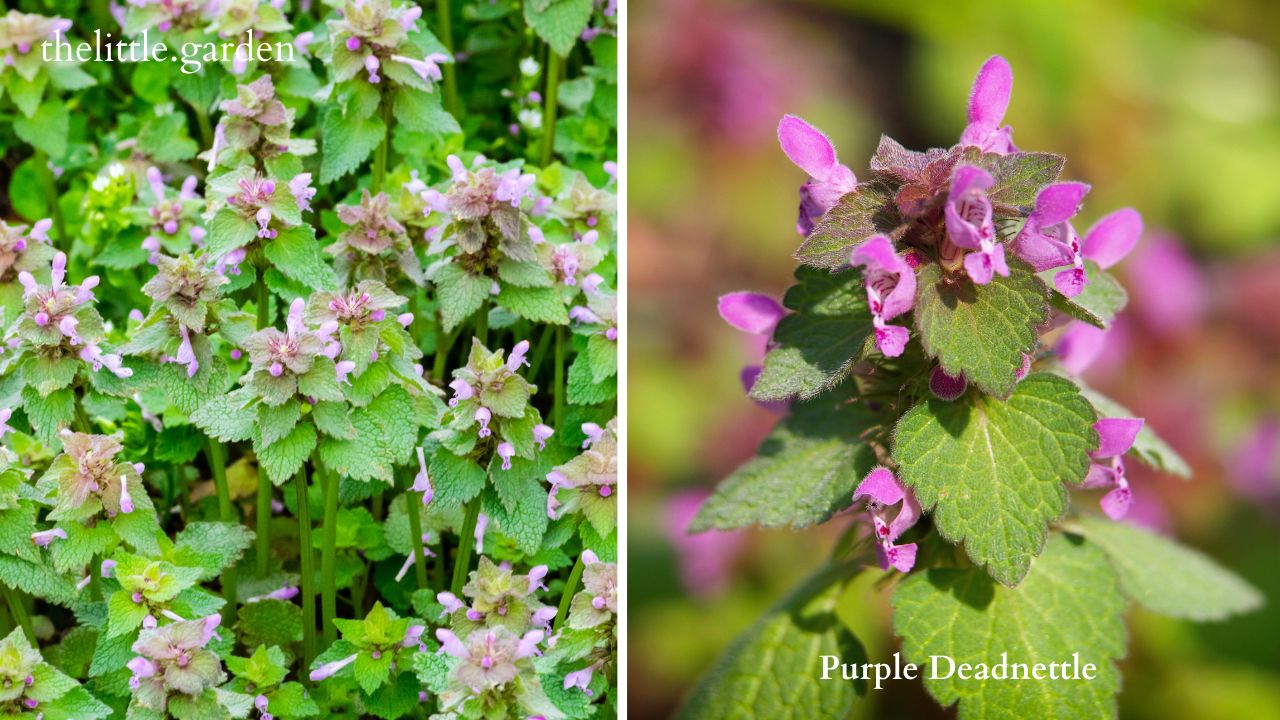 20 of the Best Invasive Ground Cover with Purple Flowers