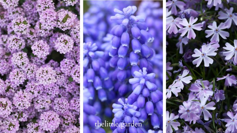 20 of the Best Invasive Ground Cover with Purple Flowers
