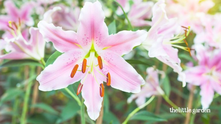 Stargazer Lily: Pro Tips for Stunning Blooms in Your Garden