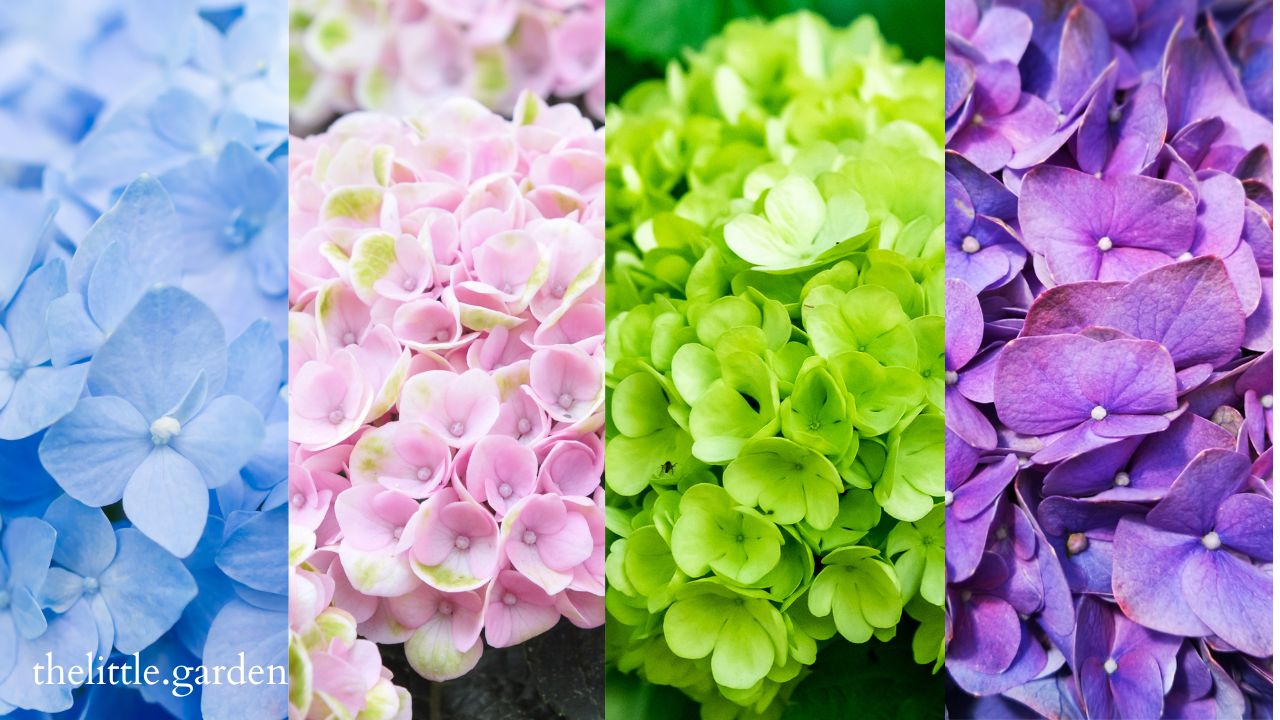 Different Types of Hydrangea Bushes: Discover Amazing Types For Sun ...