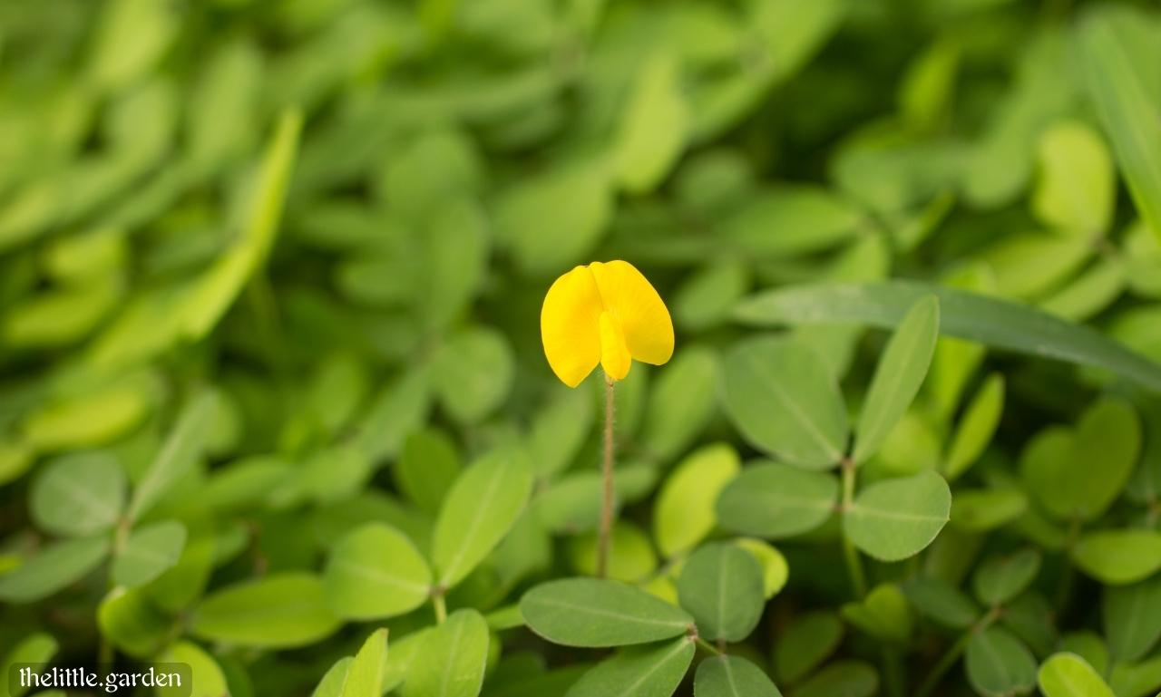 18 of the Best Ground Cover with Yellow Flowers to Make a Sunny Paradise