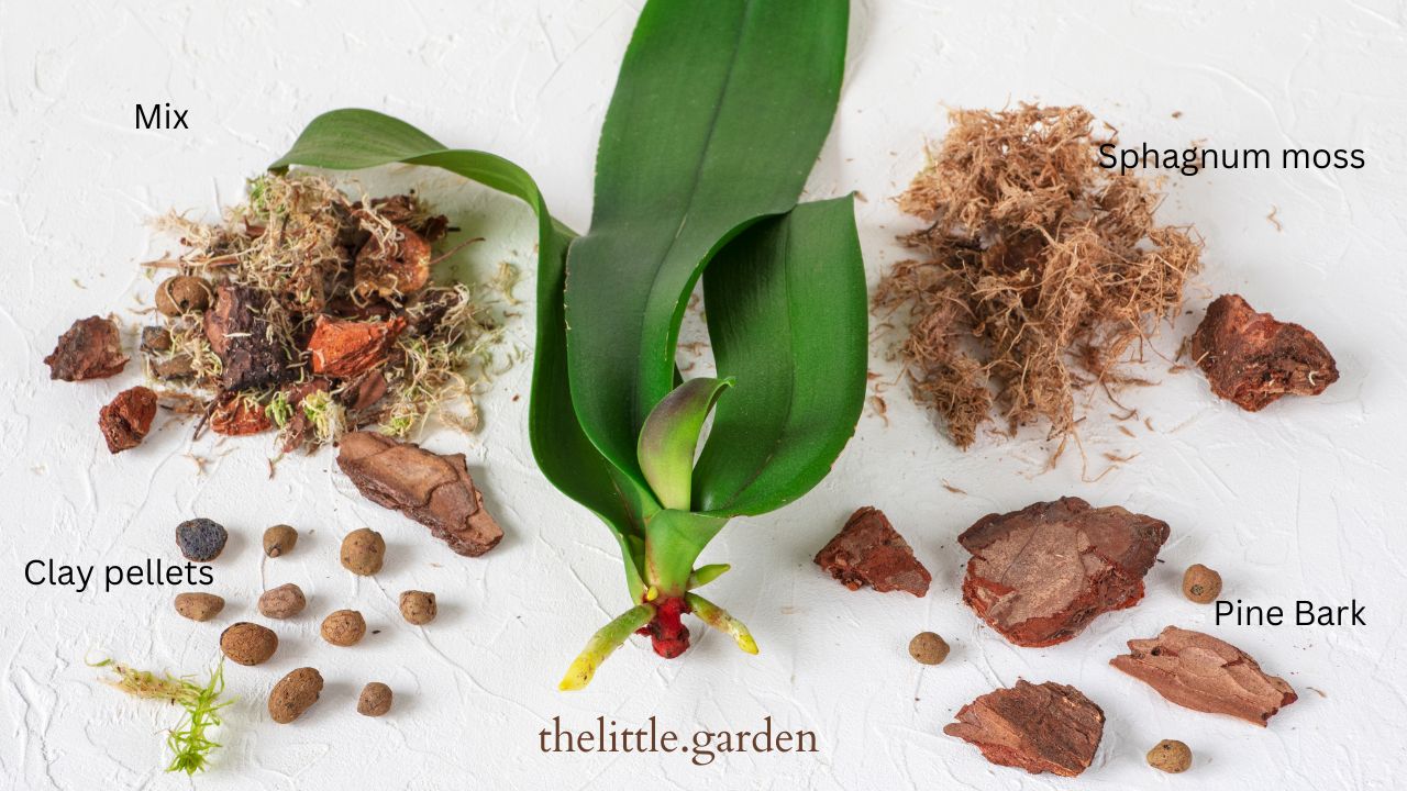 How to Repot an Orchid with Air Roots & Best Orchid Potting Mix Recipe