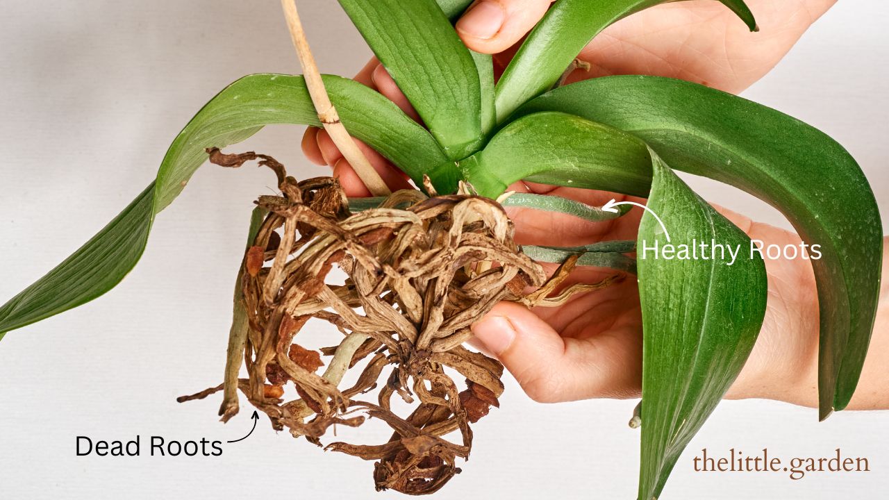 How to Repot an Orchid with Air Roots & Best Orchid Potting Mix Recipe