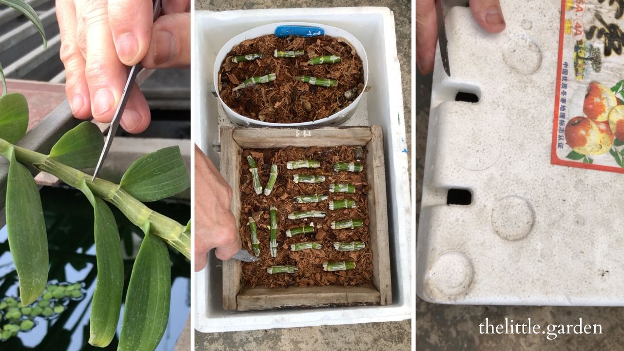 How to Repot an Orchid with Air Roots & Best Orchid Potting Mix Recipe