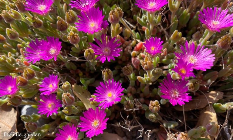 15 of the Best Low Growing Perennials That Bloom All Summer for Full ...