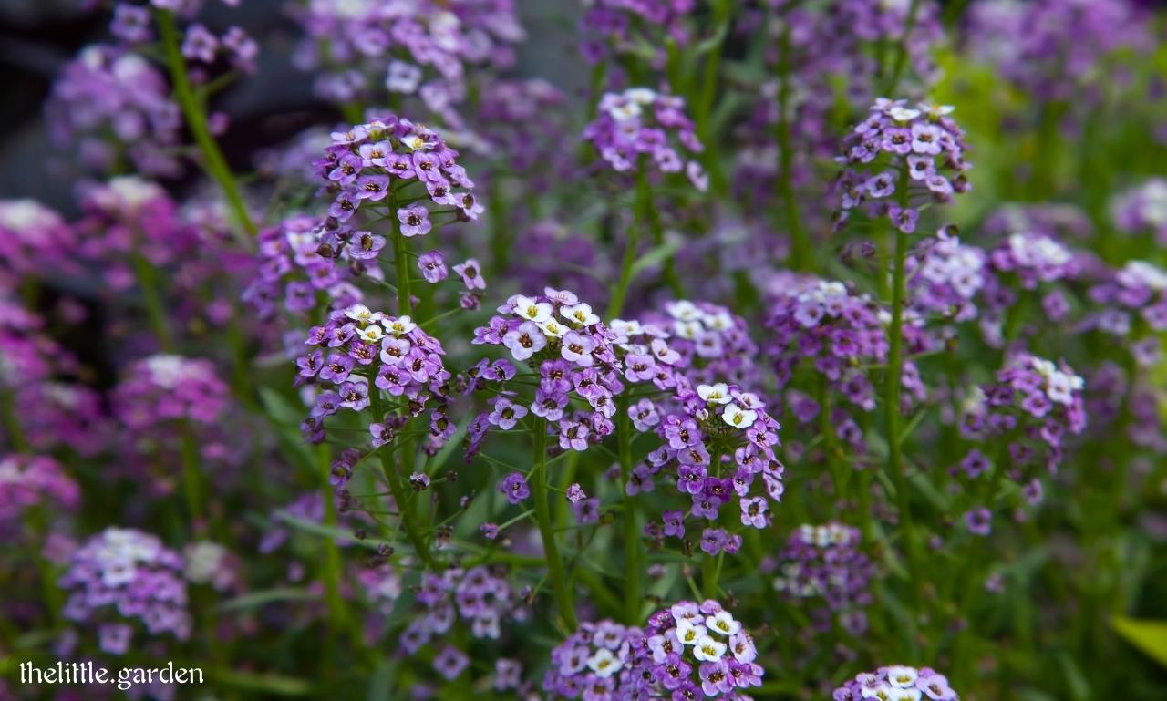 15 of the Best Low Growing Perennials That Bloom All Summer for Full ...