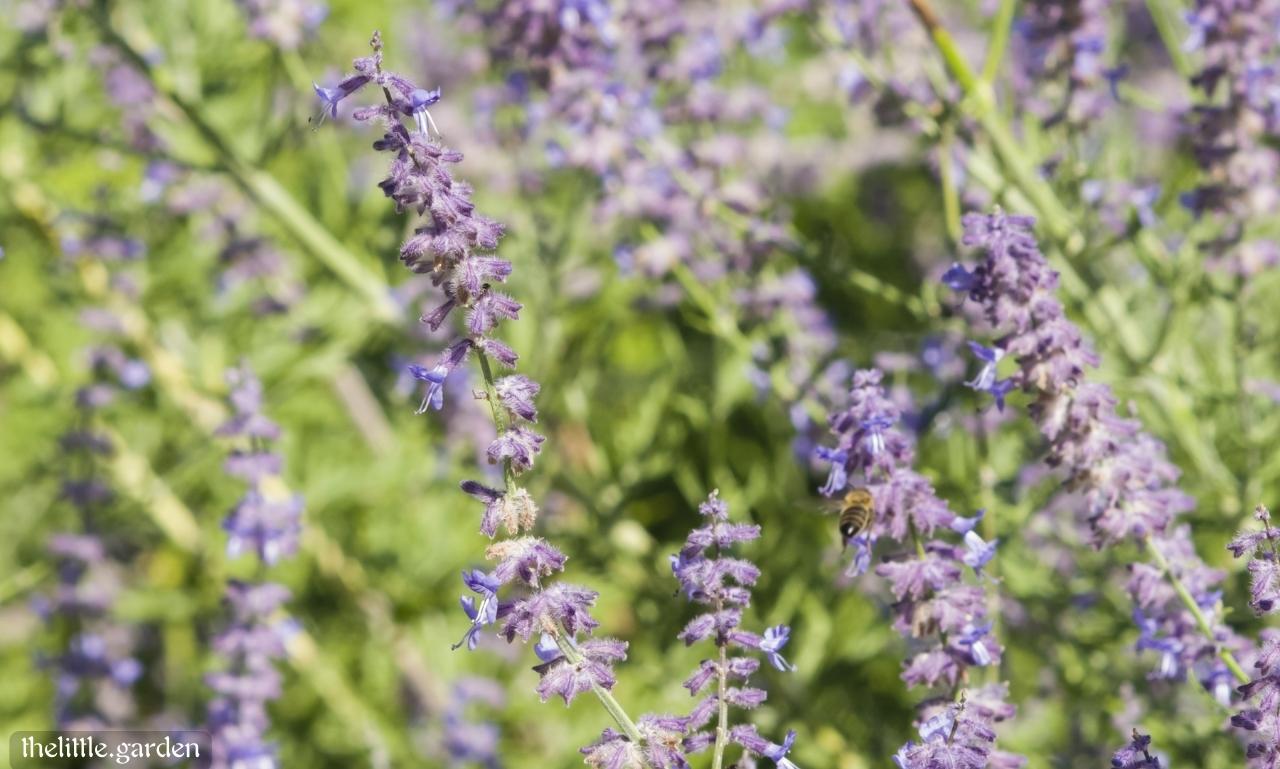 18 of the Best Deer-Resistant Ground Covers for a Beautiful and Secure ...