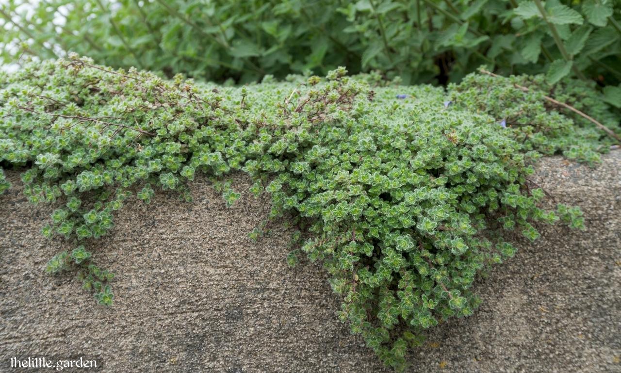 28 of the Best Evergreen Ground Cover for Shade and Full Sun: Year ...