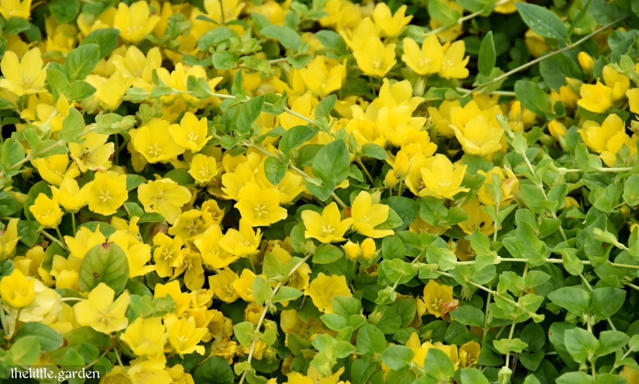 28 of the Best Evergreen Ground Cover for Shade and Full Sun: Year ...