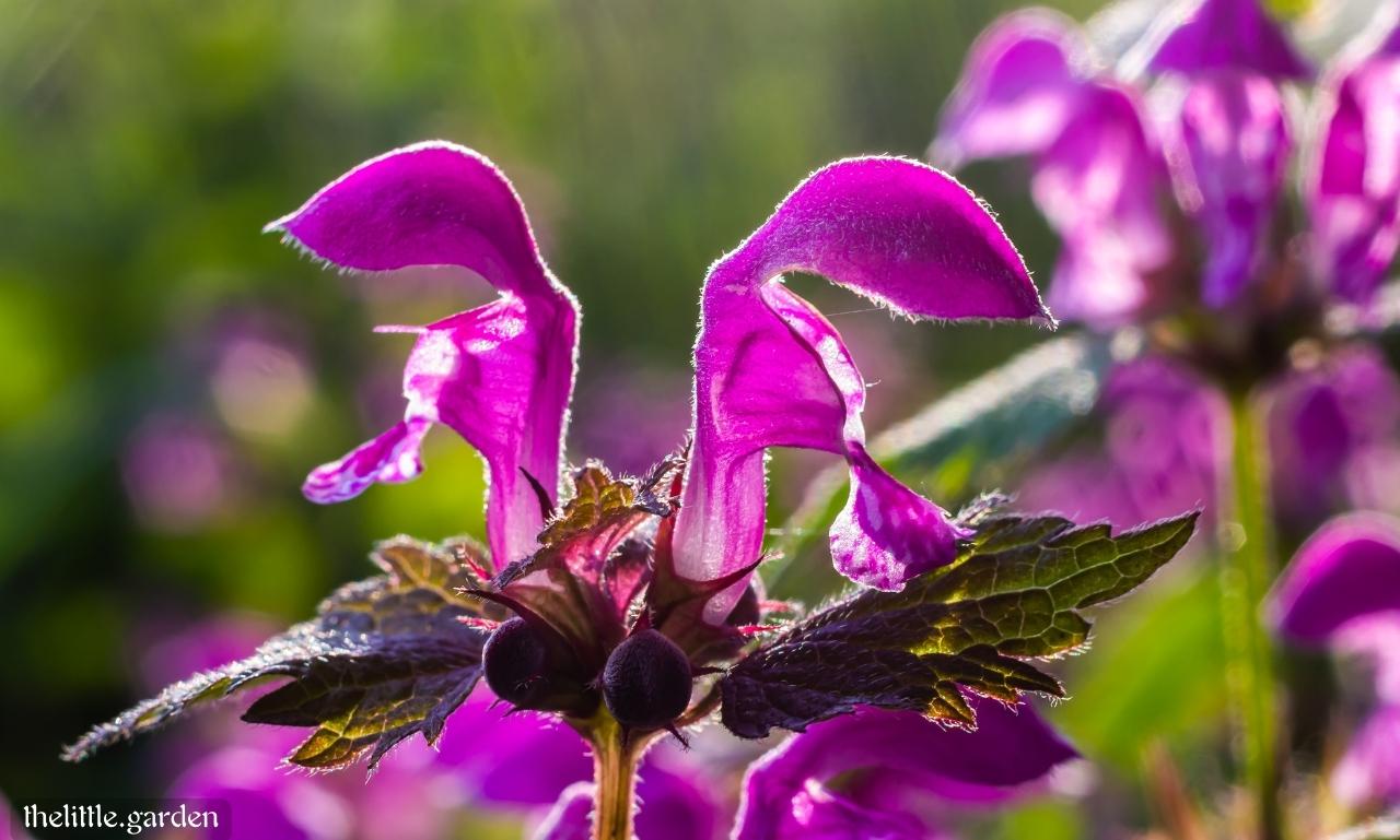28 Of The Best Evergreen Ground Cover For Shade And Full Sun Year Round Beauty