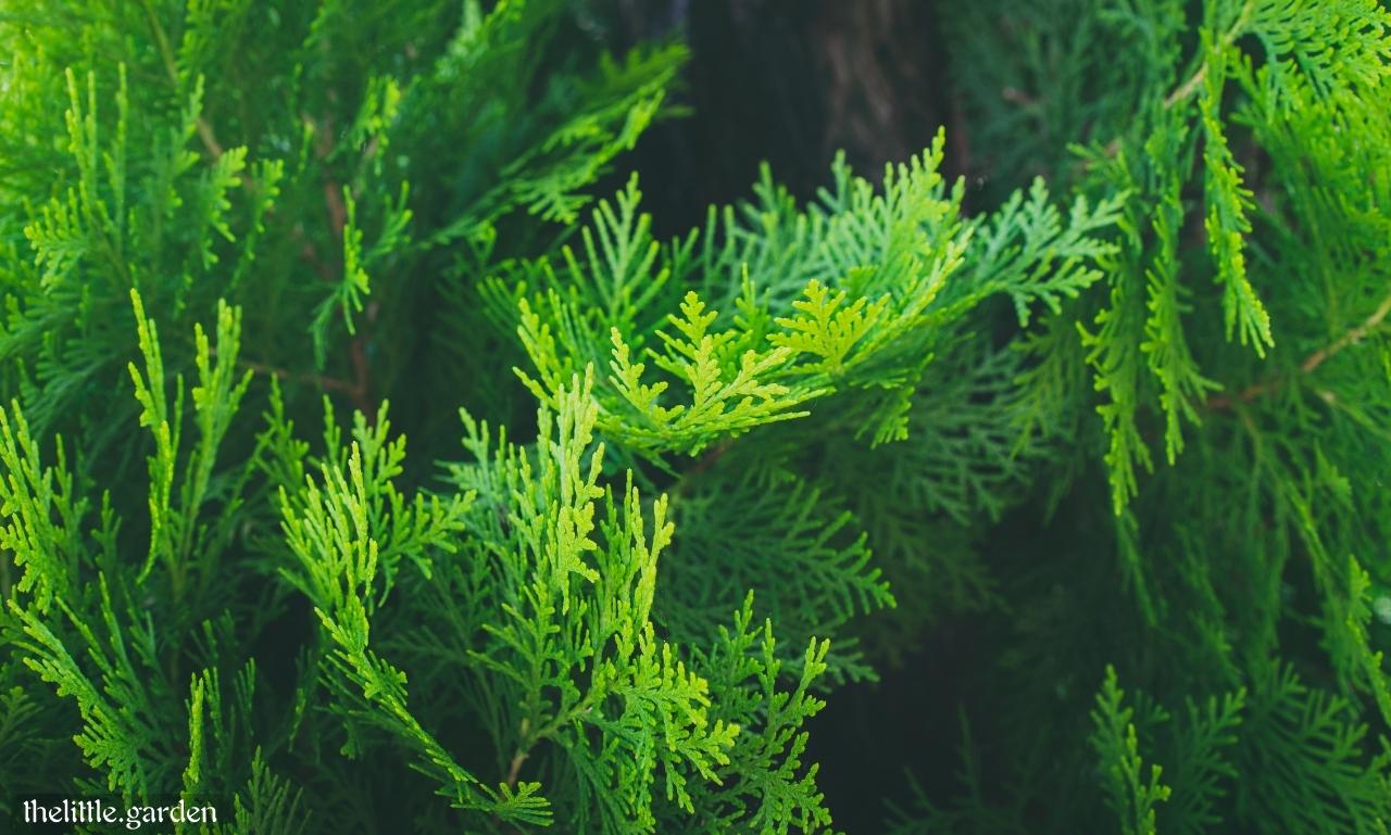 28 of the Best Evergreen Ground Cover for Shade and Full Sun: Year ...