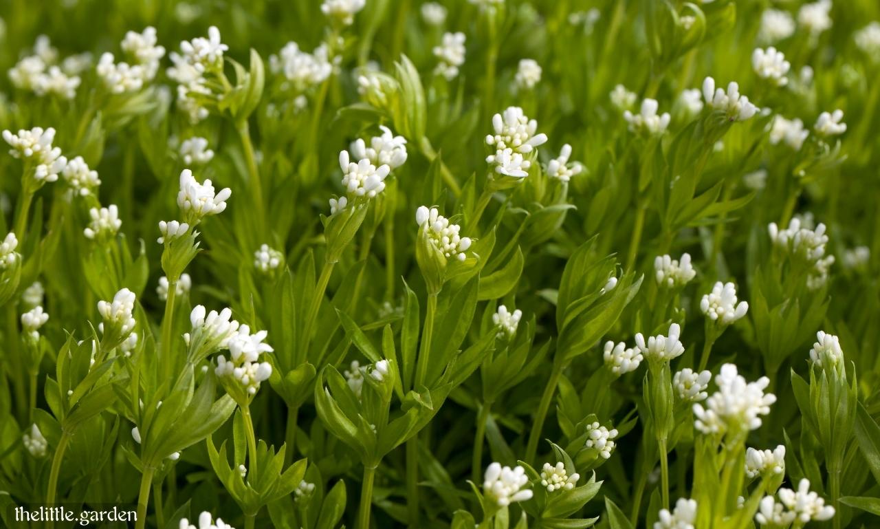 28 of the Best Evergreen Ground Cover for Shade and Full Sun: Year ...