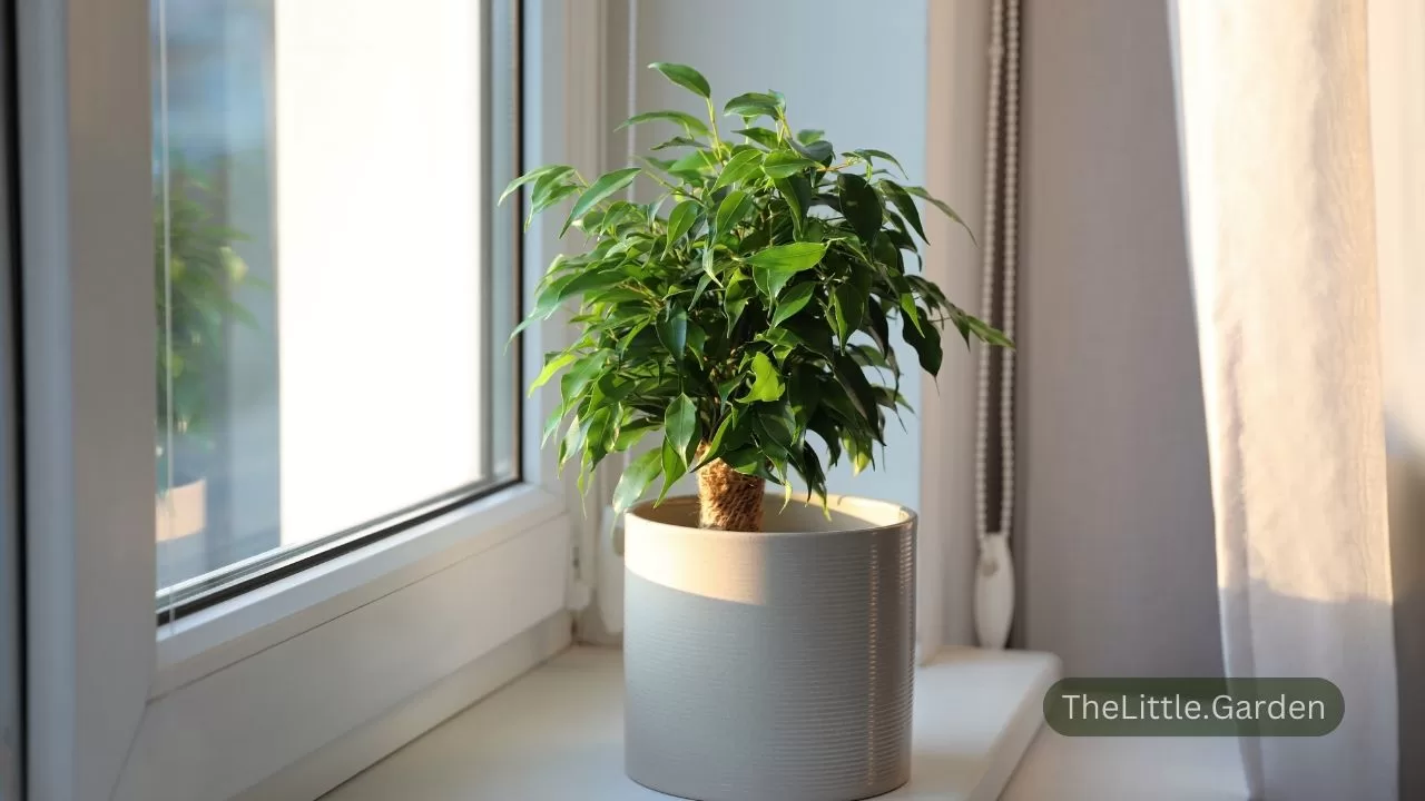 How to Care for a Ficus Tree as an Indoor or Outdoor Spectacle