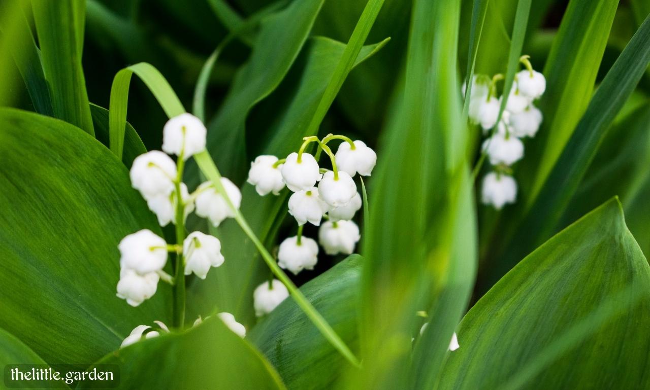 34 of the Best Perennial Ground Cover with Flowers: Forever in Bloom
