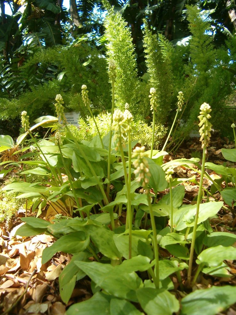 15 of the Best Low Growing Perennials That Bloom All Summer for Full ...