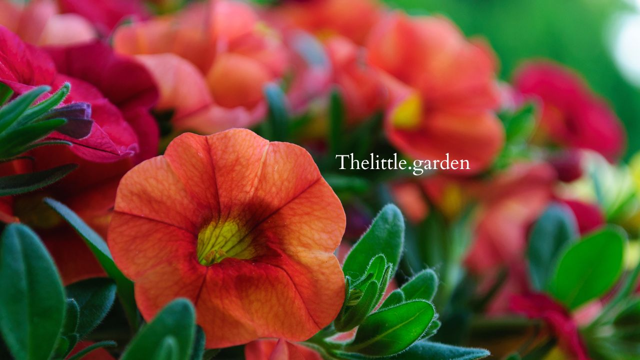 Are Superbells Perennials: A Care Guide