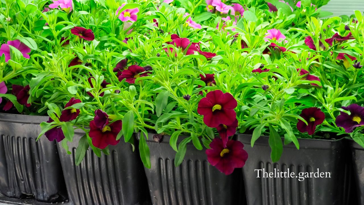 Are Superbells Perennials: A Care Guide