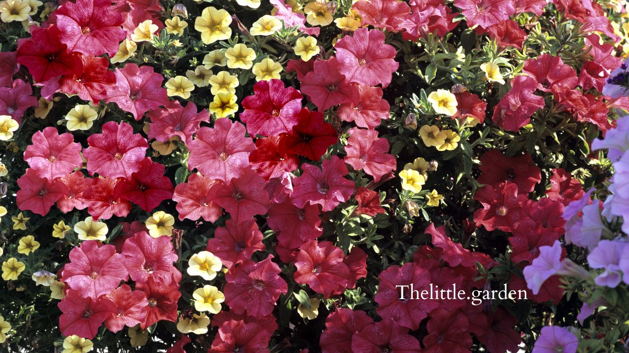 Are Superbells Perennials: A Care Guide