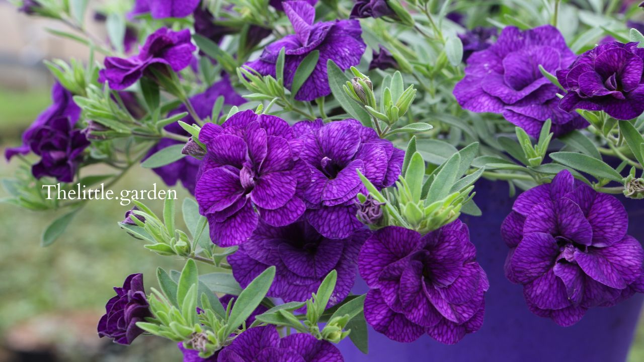 Are Superbells Perennials: A Care Guide