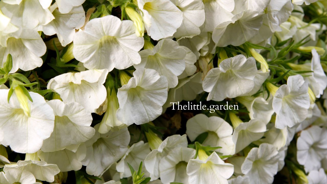 Are Superbells Perennials: A Care Guide