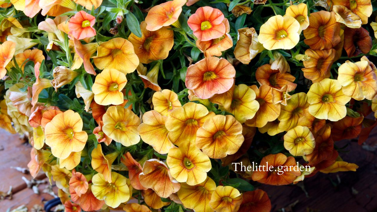 Are Superbells Perennials: A Care Guide