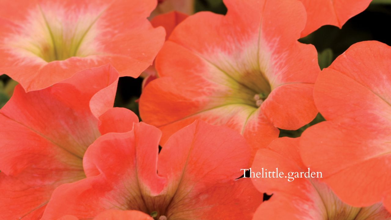Are Superbells Perennials: A Care Guide