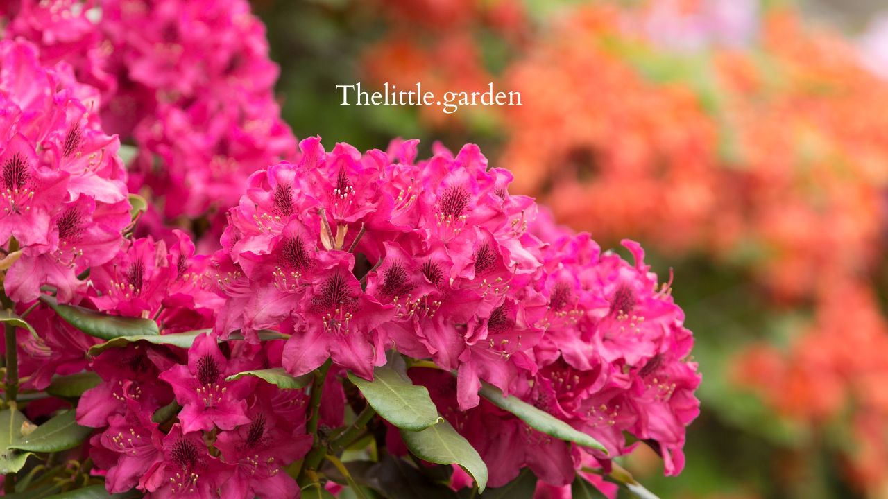 Azalea Sun Requirements & 2 Planting Times