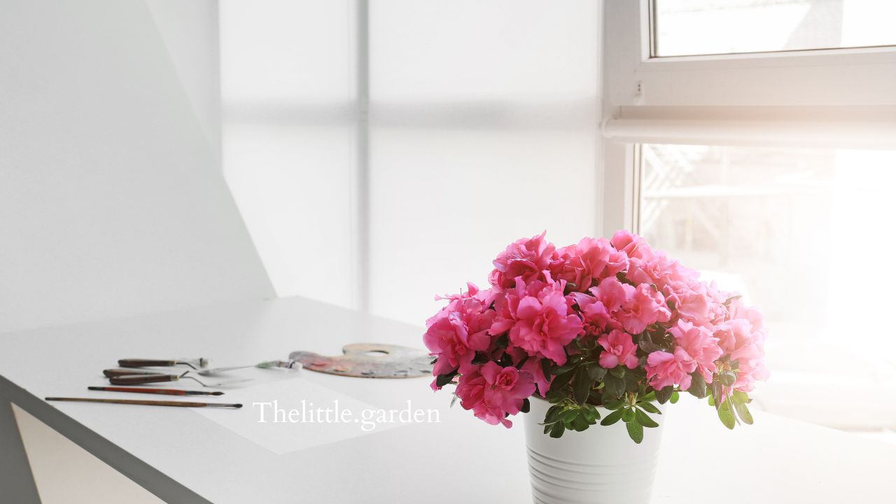Azalea Sun Requirements & 2 Planting Times
