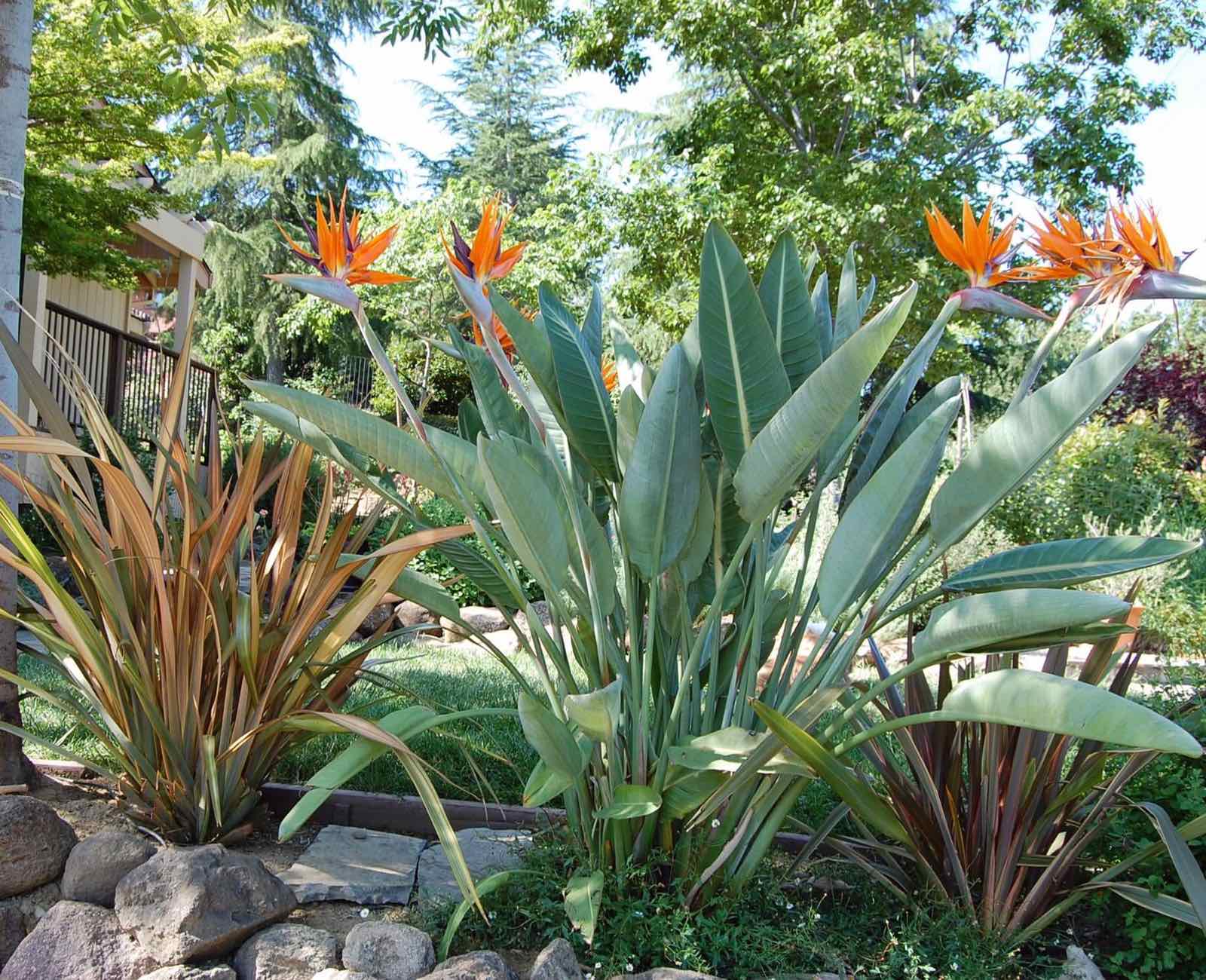How to Grow and Care for Leafless Bird of Paradise Plant: Easy Guide