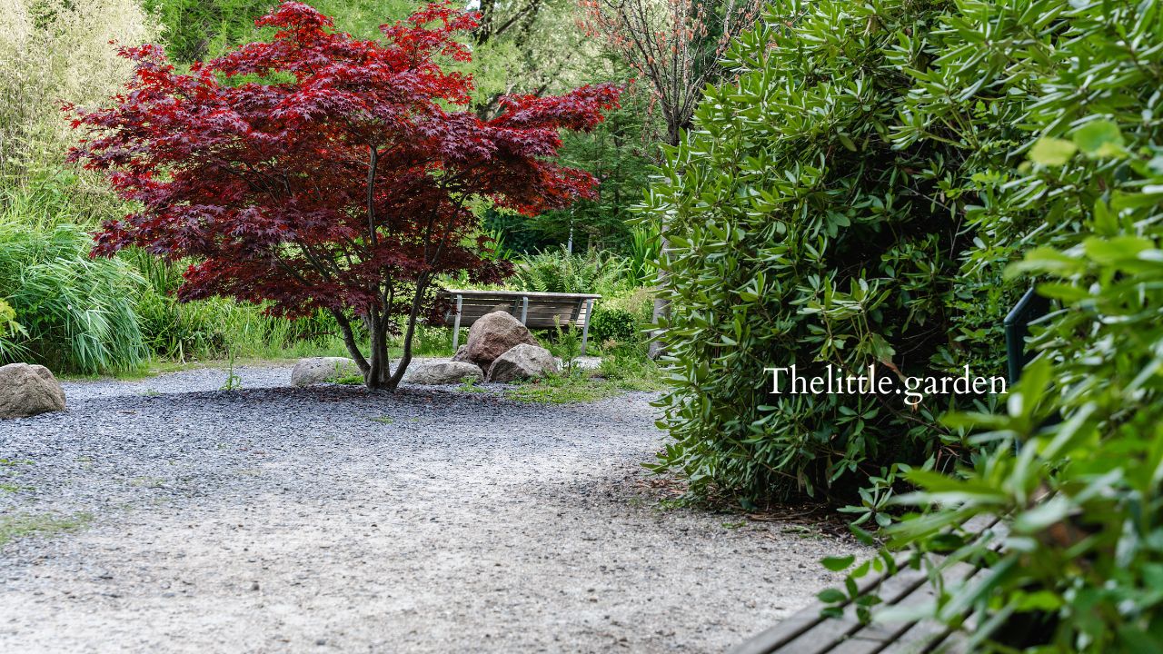 Crimson King Maple Growth Rate: An Impressive Profile