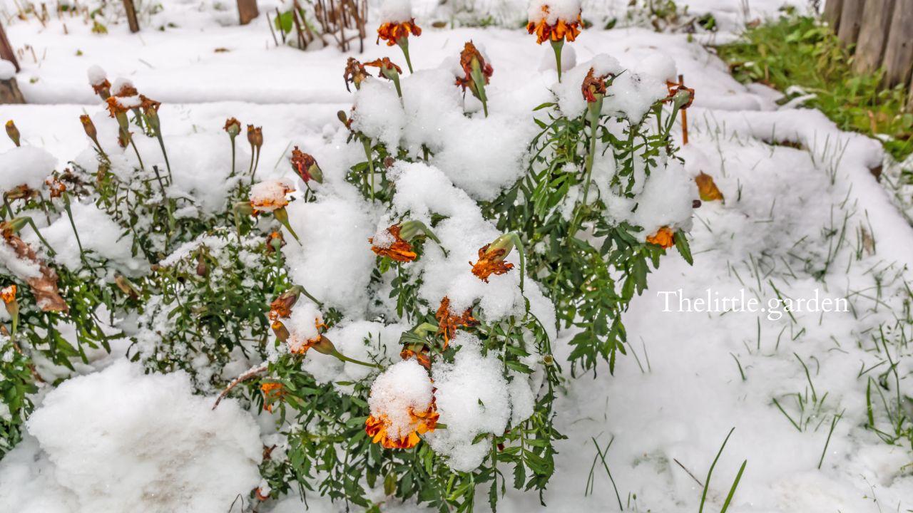 How Cold Can Marigolds Tolerate?