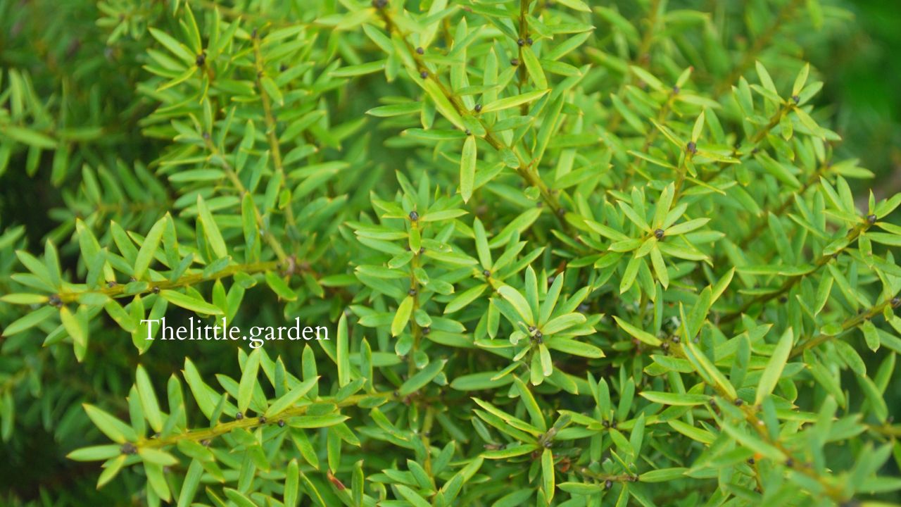 How to Make Podocarpus Grow Thicker: 3 Easy Methods