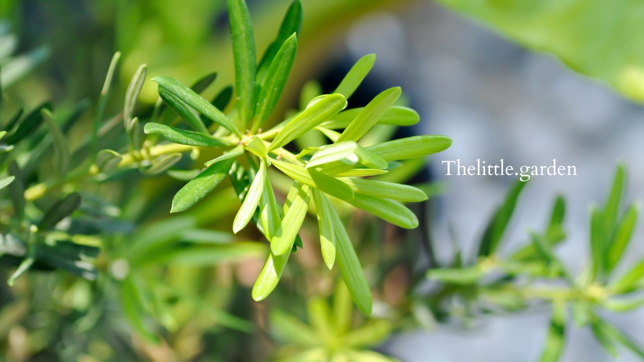 How to Make Podocarpus Grow Thicker: 3 Easy Methods