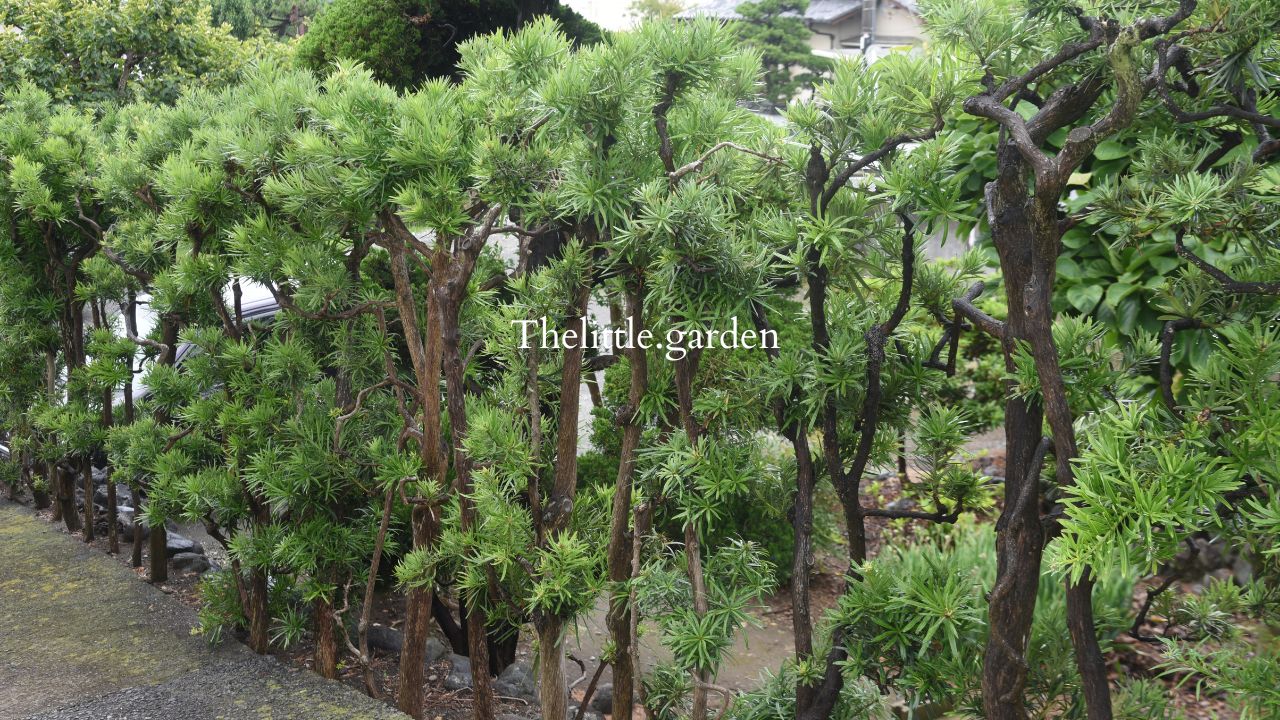 How to Make Podocarpus Grow Thicker: 3 Easy Methods - The Little Garden