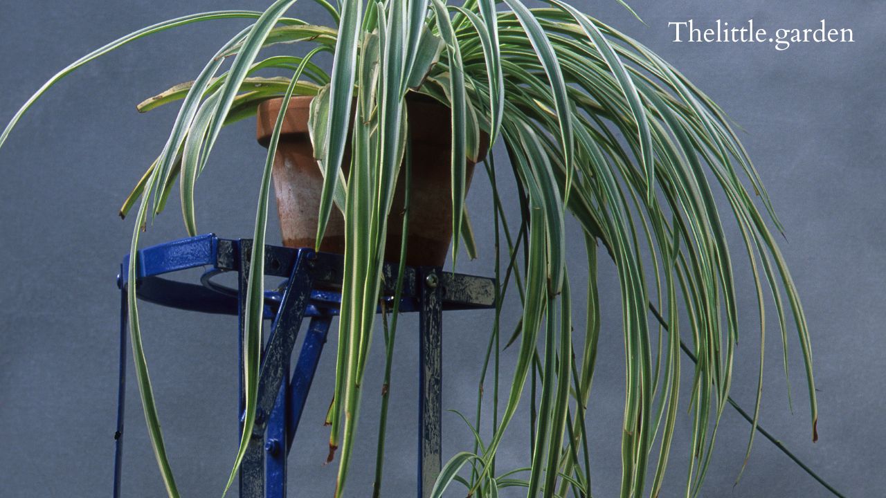 How to Revive A Spider Plant From Drooping: 2 Main Causes and Solution