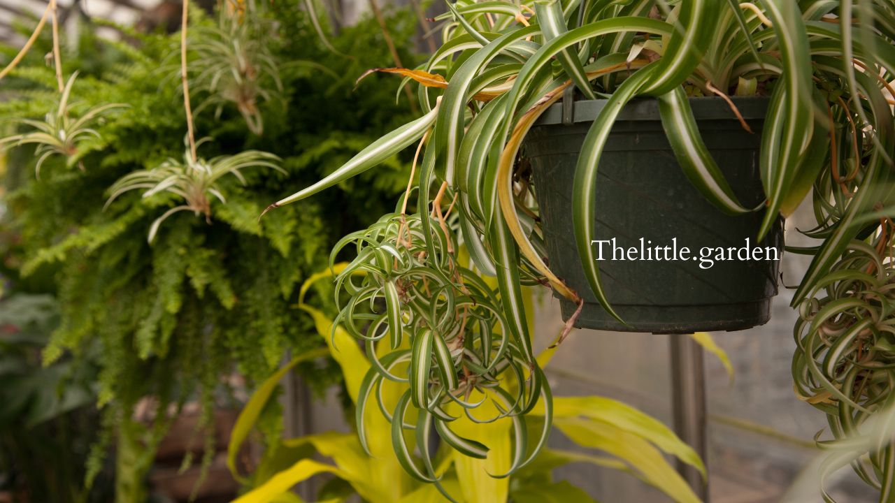 How to Revive A Spider Plant From Drooping: 2 Main Causes and Solution