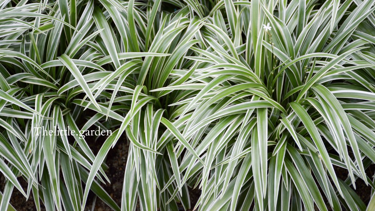 How to Revive A Spider Plant From Drooping: 2 Main Causes and Solution